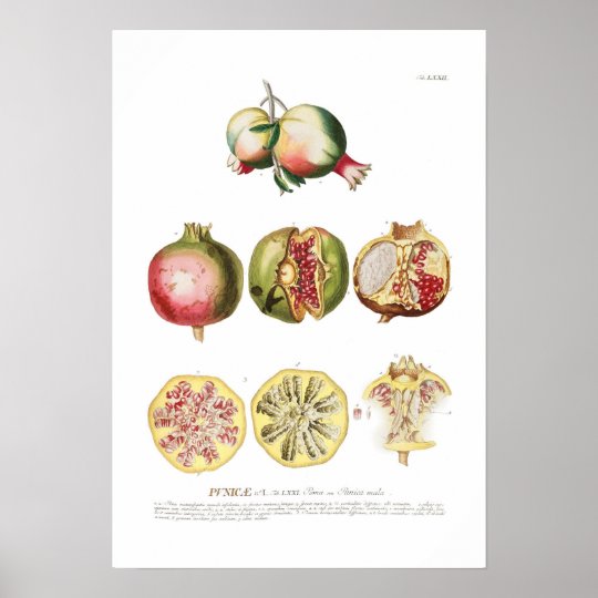 Pomegranate Poster | Zazzle.com