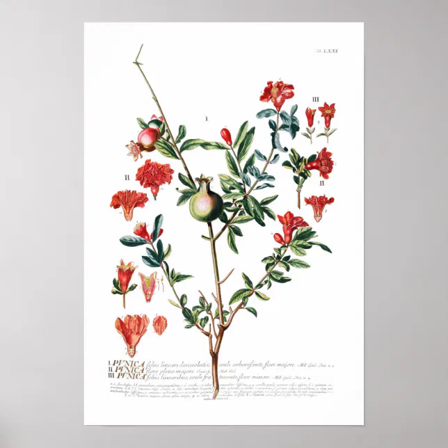 Pomegranate Poster | Zazzle