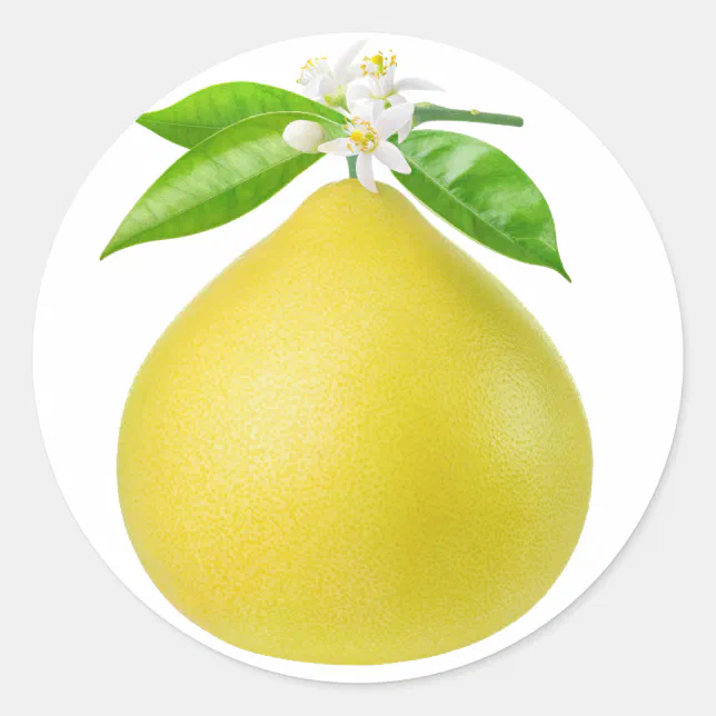 Pomelo on a branch classic round sticker | Zazzle