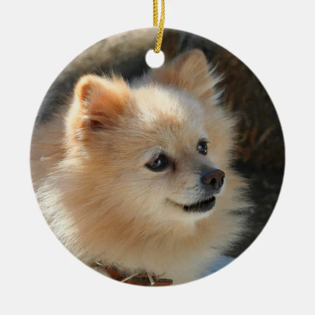 Pomeranian ornament | Zazzle