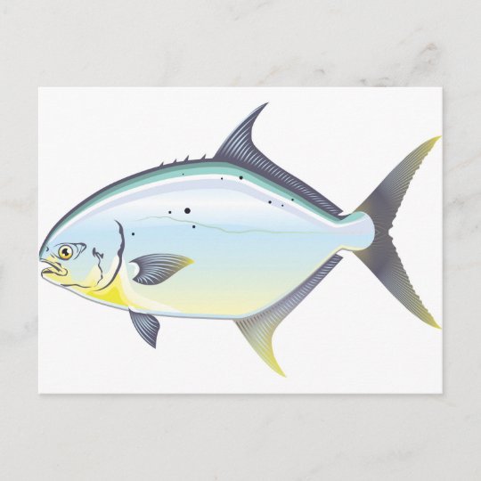 Pompano Florida fish vector illustration Postcard | Zazzle.com