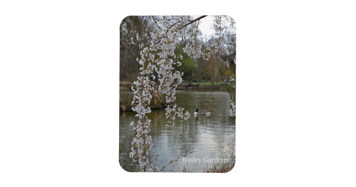 Pond at RHS Wisley, England Magnet | Zazzle