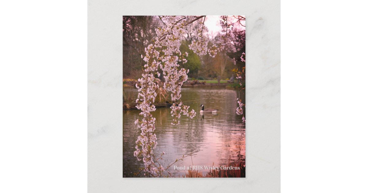 Pond at RHS Wisley, England Postcard | Zazzle