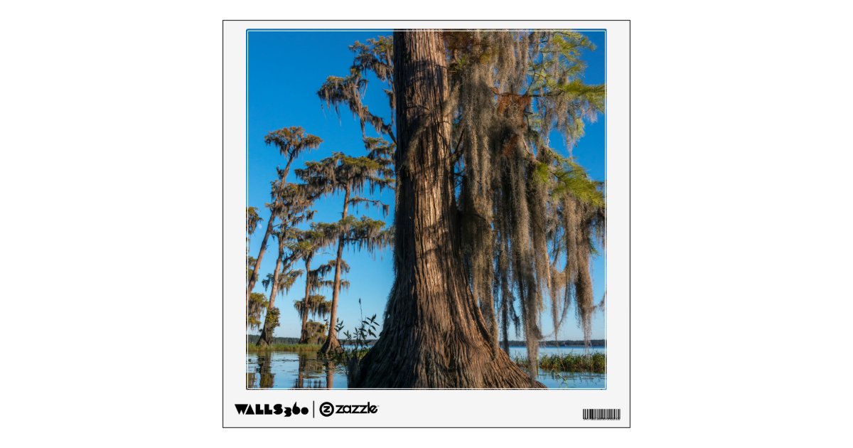Pond Cypress Tree in a Swamp Wall Decal | Zazzle