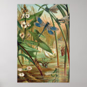 Pond Life Poster | Zazzle