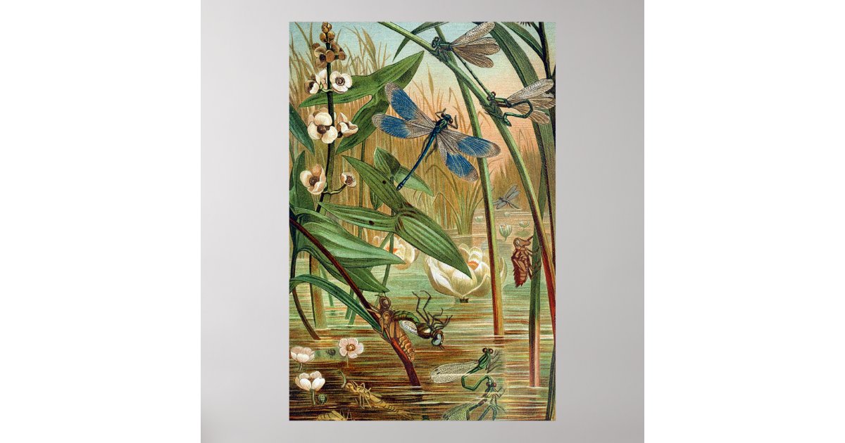 Pond Life Poster | Zazzle