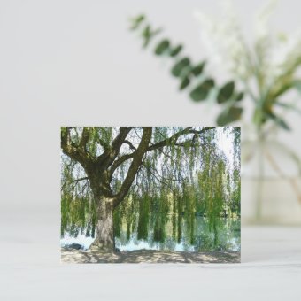 Pond through the Weeping Willow Tree Postcard | Zazzle