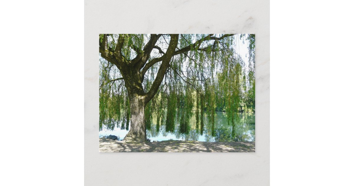 Pond through the Weeping Willow Tree Postcard | Zazzle