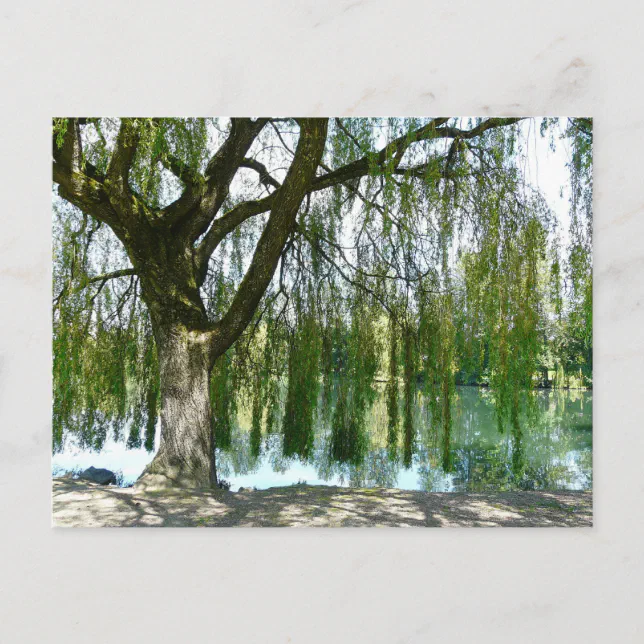 Pond through the Weeping Willow Tree Postcard | Zazzle