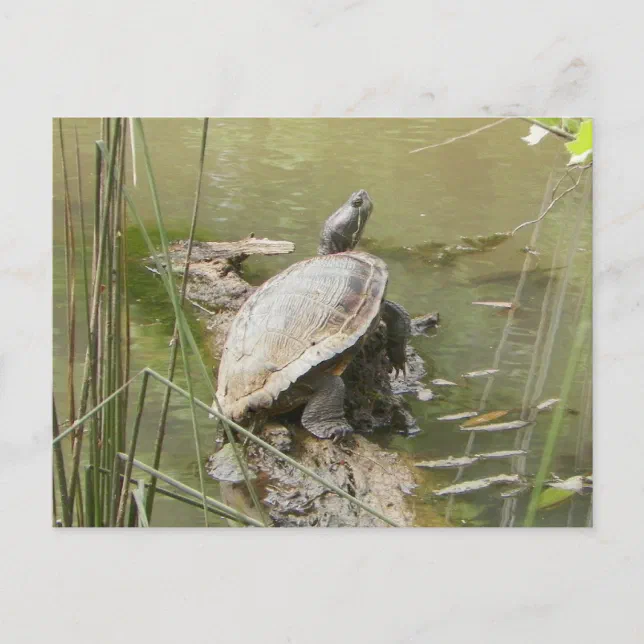 Pond Turtle Postcard | Zazzle