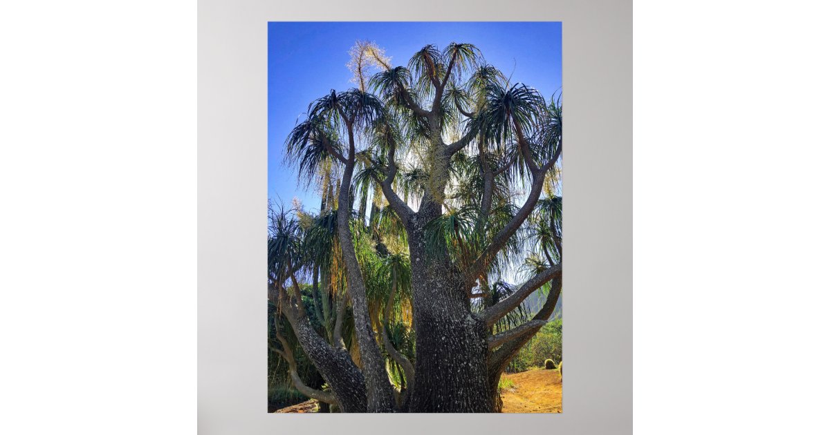 Ponytail Palm Poster | Zazzle