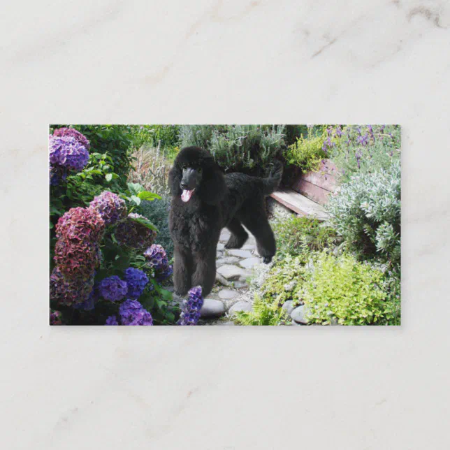 Poodle Breeder Business Card | Zazzle