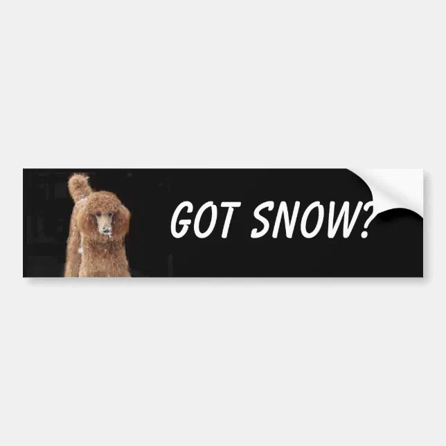 Poodle Bumper Sticker | Zazzle
