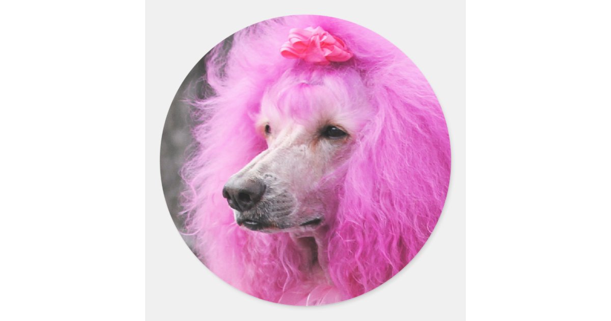 Poodle Day 2010 #11 Classic Round Sticker | Zazzle
