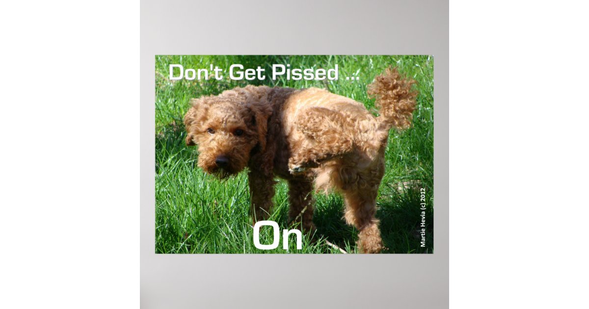 Poodle - Don't Get Pissed - Poster | Zazzle