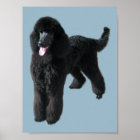Sweetheart Poodle Canvas Print | Zazzle.com
