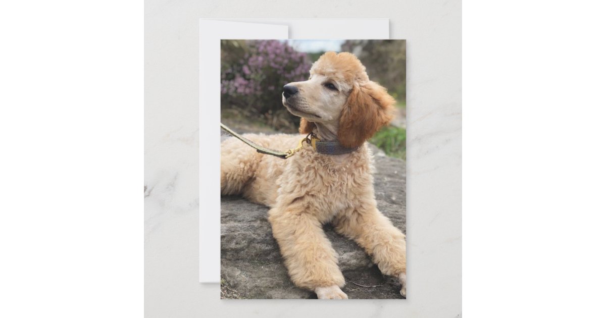 Poodle thank you card | Zazzle