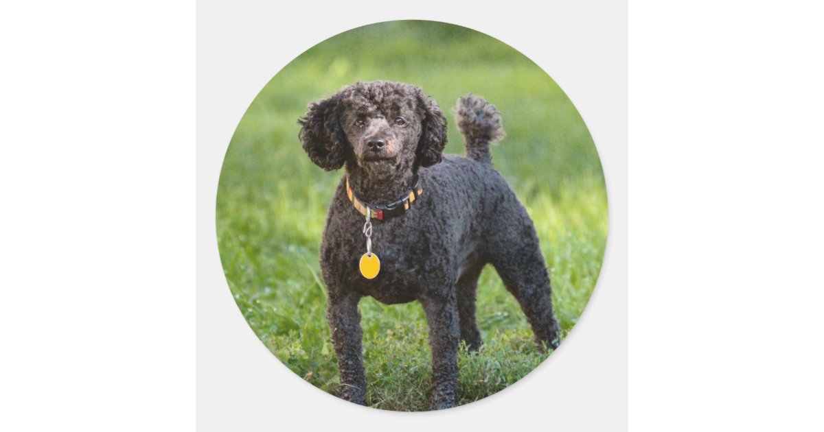 Poodles Classic Round Sticker | Zazzle