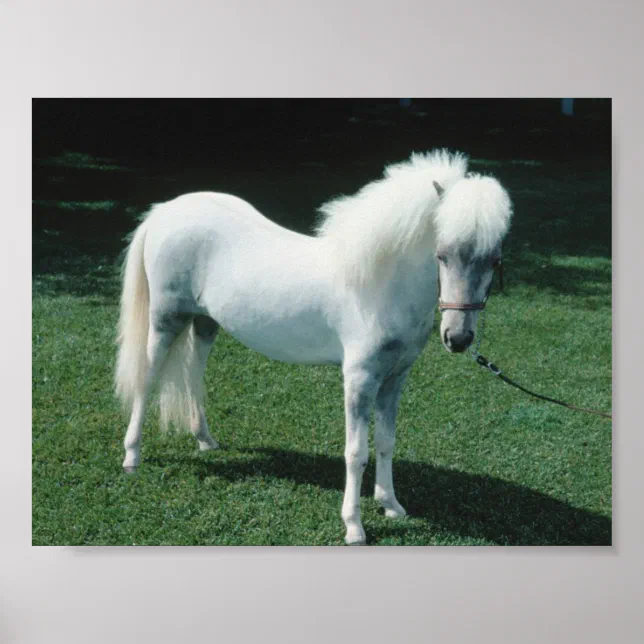 Poofy White Pony Poster | Zazzle