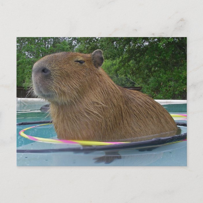 Pool Capybara Postcard | Zazzle.com