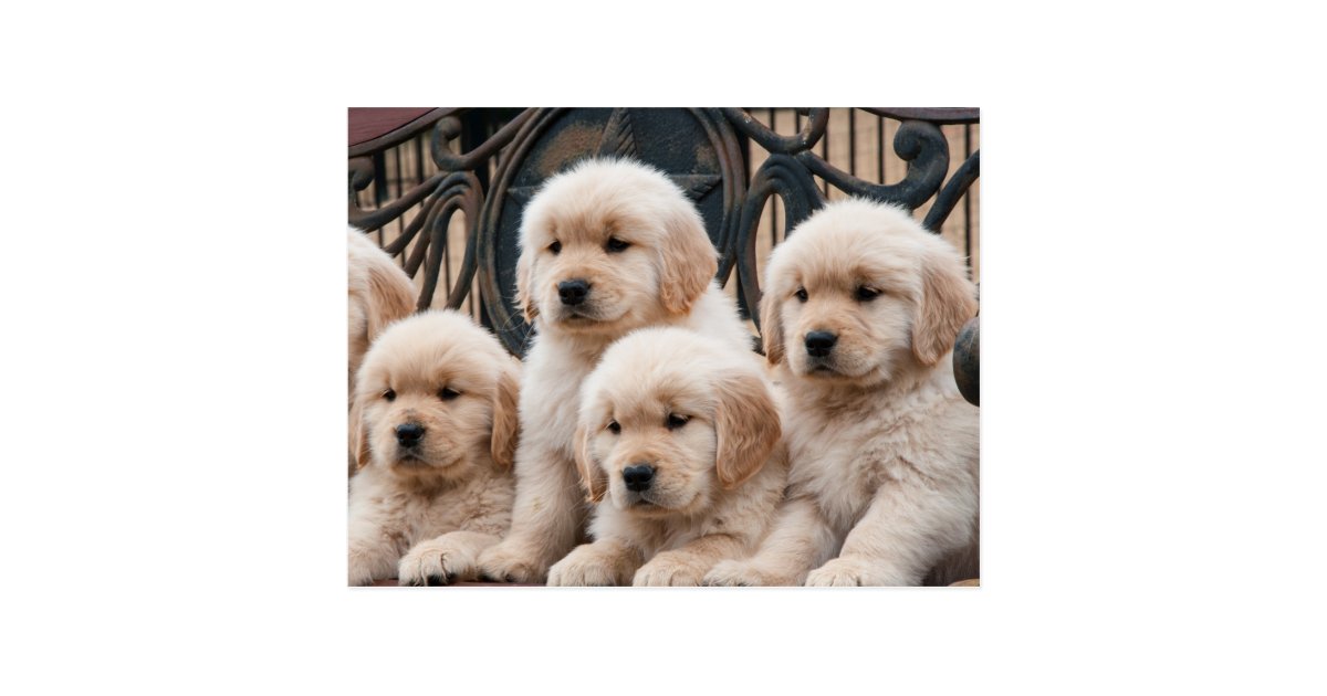 Pop Up! Puppies Postcard | Zazzle.com