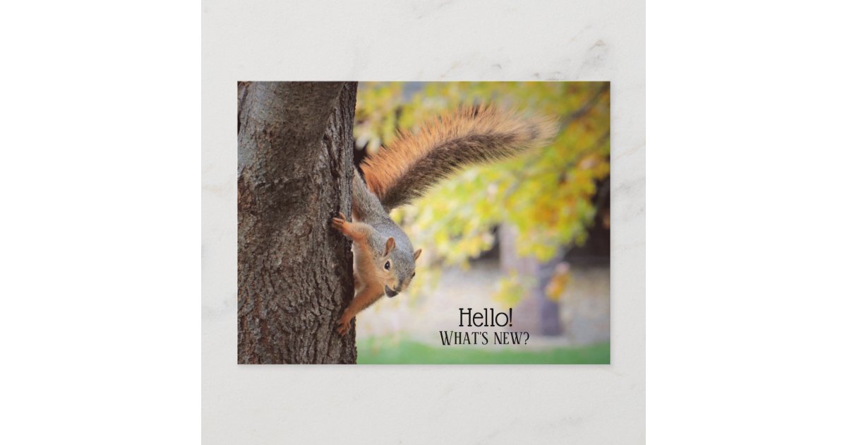 Popping in To Say Hello Postcard | Zazzle