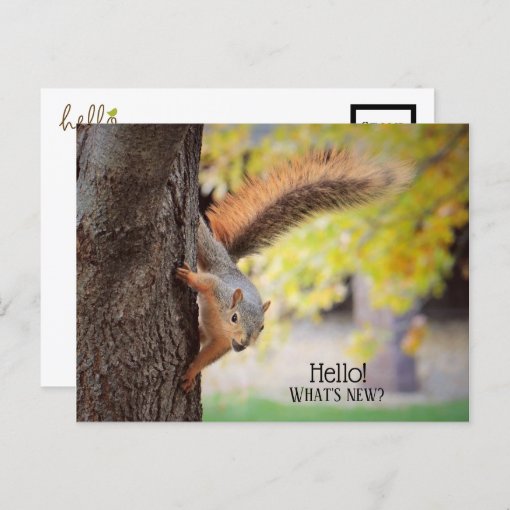 Popping in To Say Hello Postcard | Zazzle