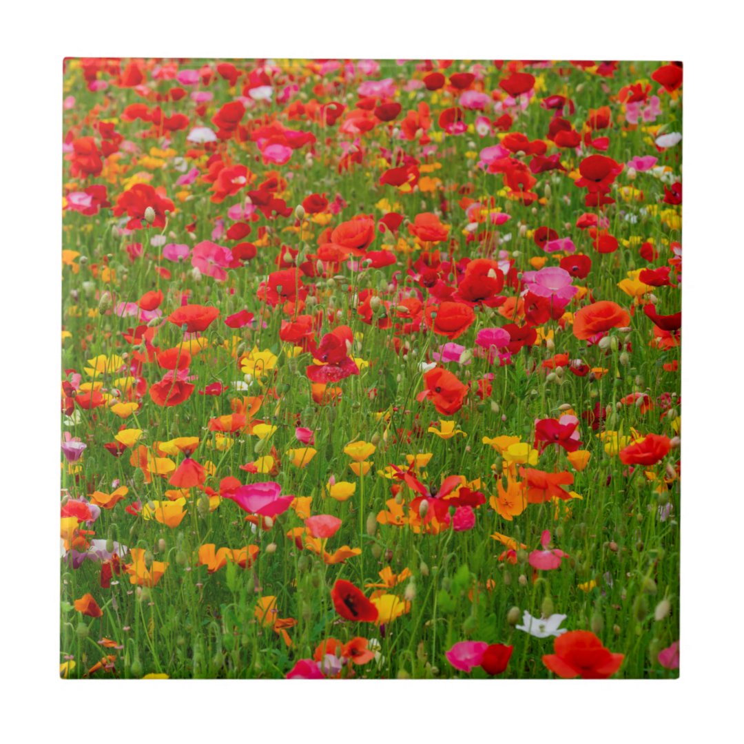 Poppy Field Ceramic Tile | Zazzle