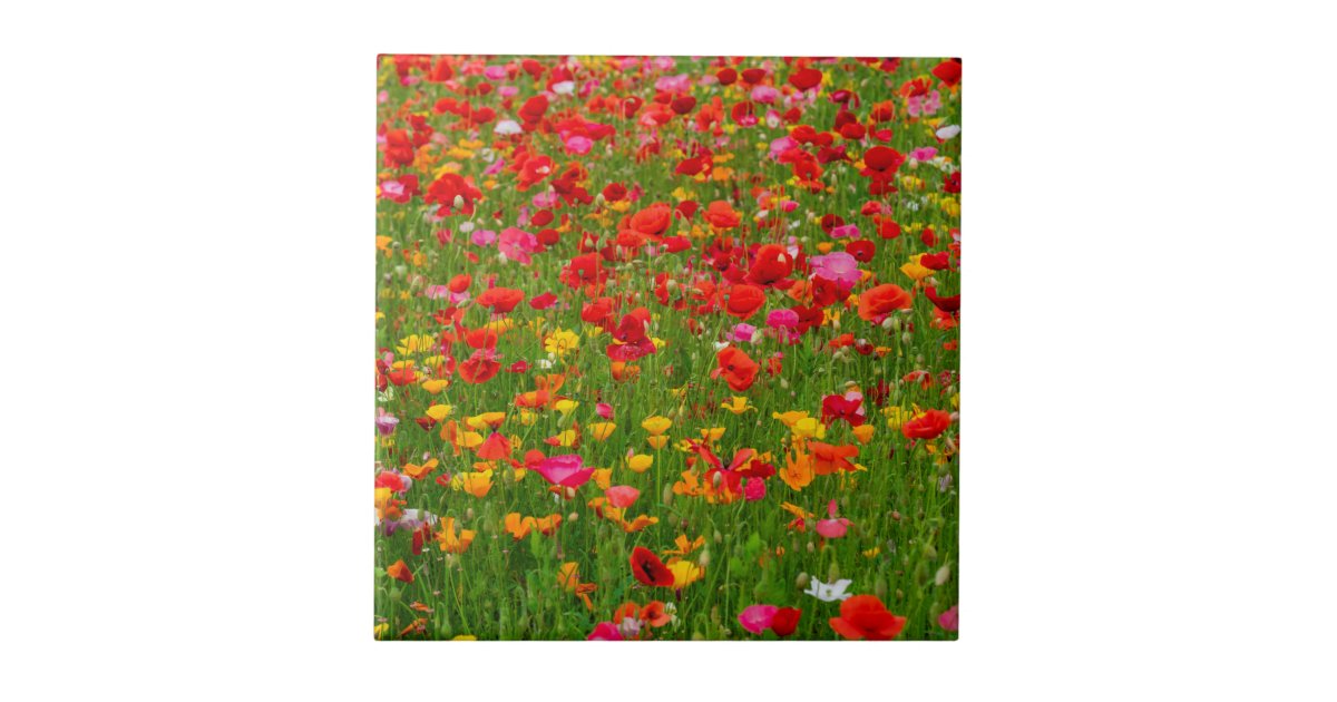 Poppy Field Ceramic Tile | Zazzle