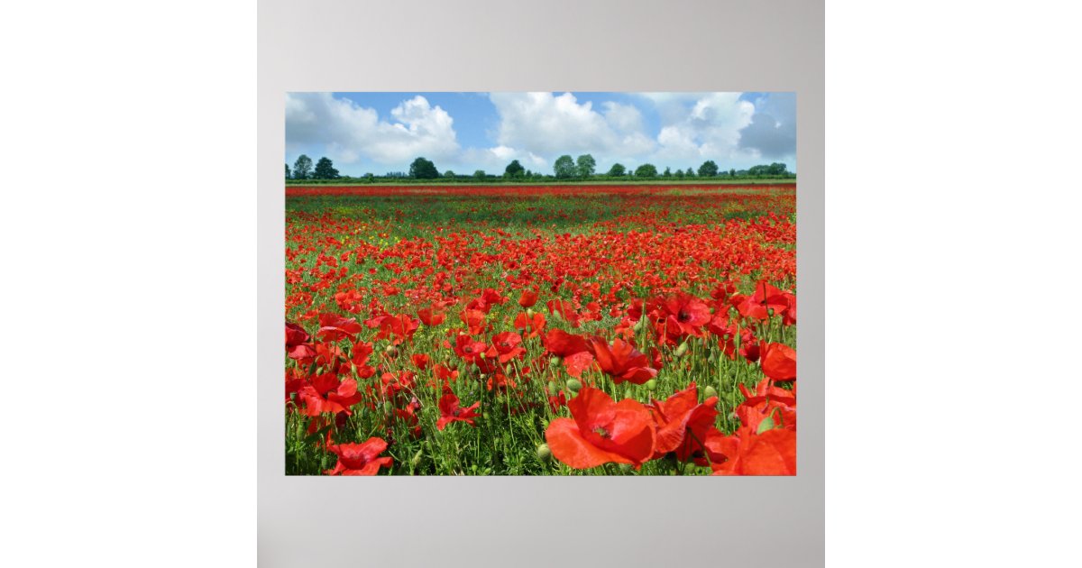 Poppy Fields Poster | Zazzle