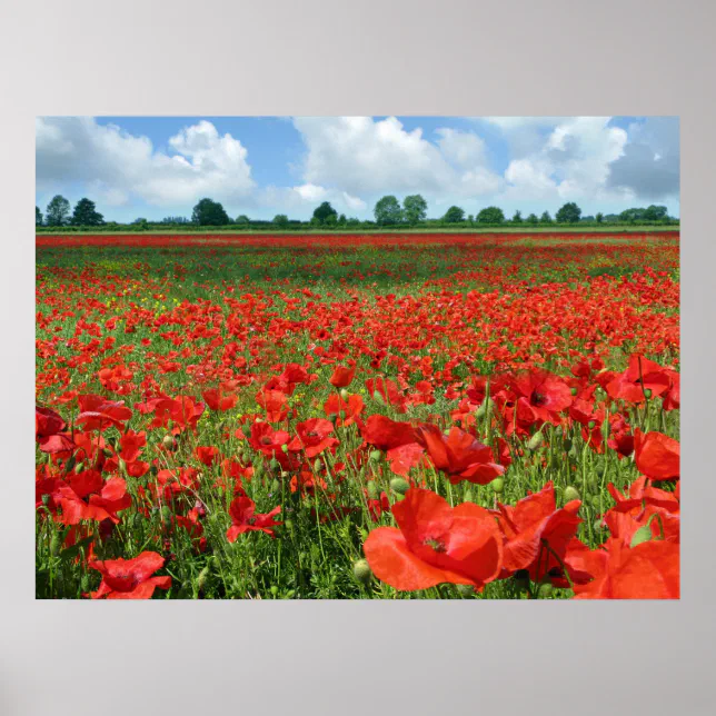 Poppy Fields Poster | Zazzle