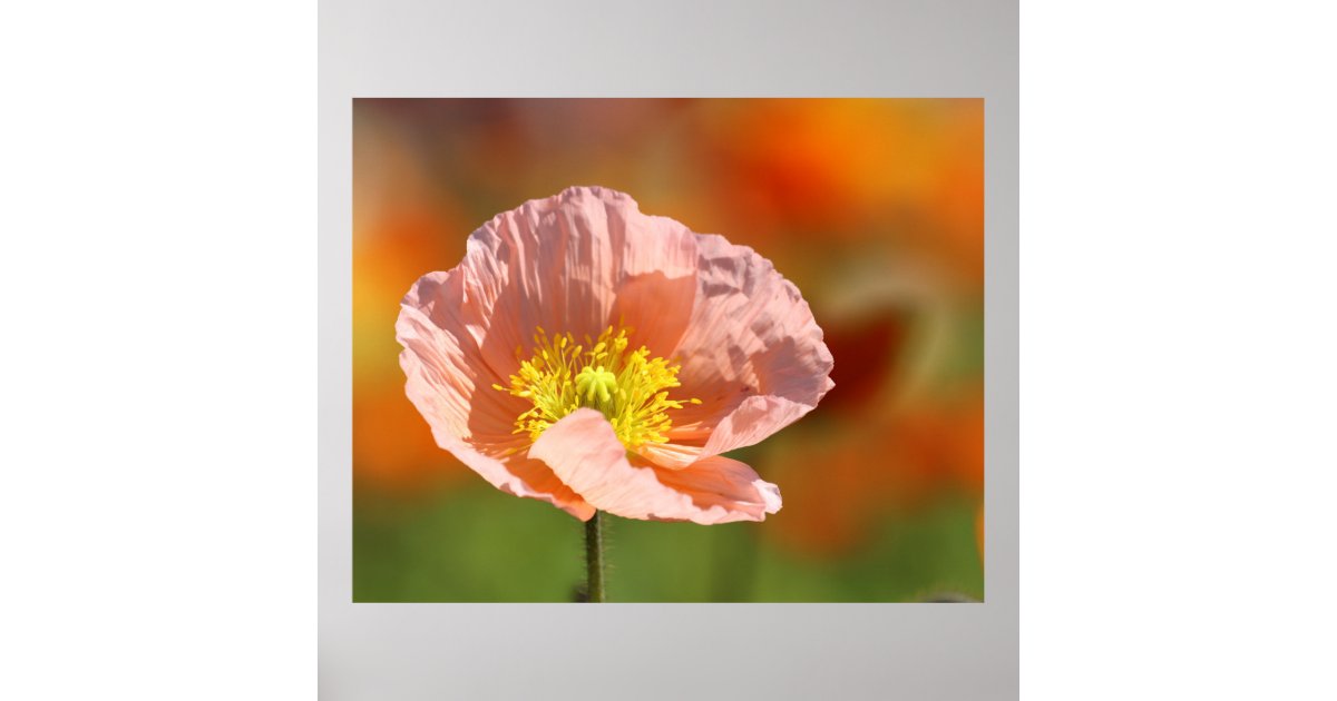 Poppy Flower Poster | Zazzle