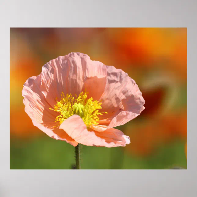 Poppy Flower Poster | Zazzle