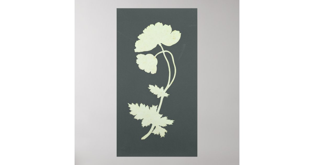Poppy Poster | Zazzle