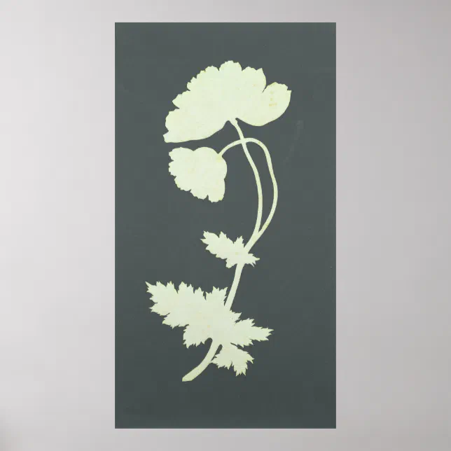 Poppy Poster | Zazzle