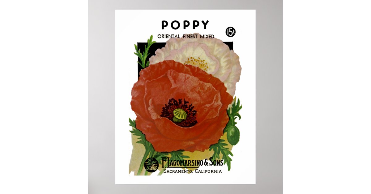 Poppy Poster | Zazzle