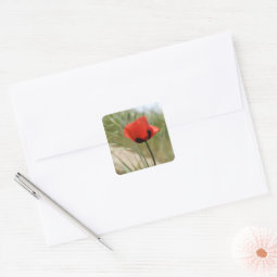 Poppy Stickers | Zazzle
