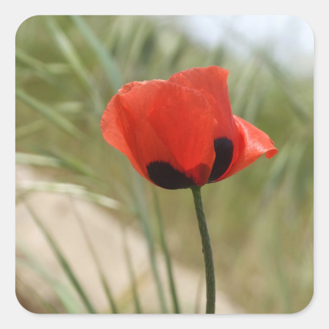 Poppy Stickers | Zazzle