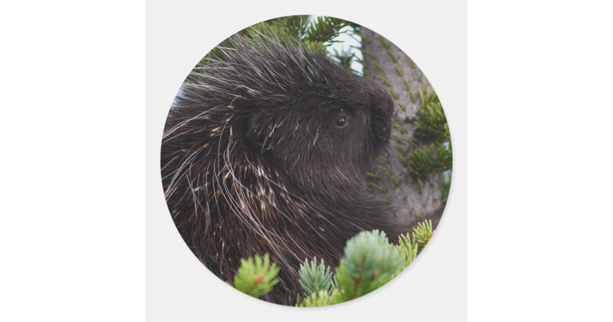 porcupine classic round sticker | Zazzle