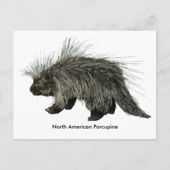 Porcupine Postcard | Zazzle
