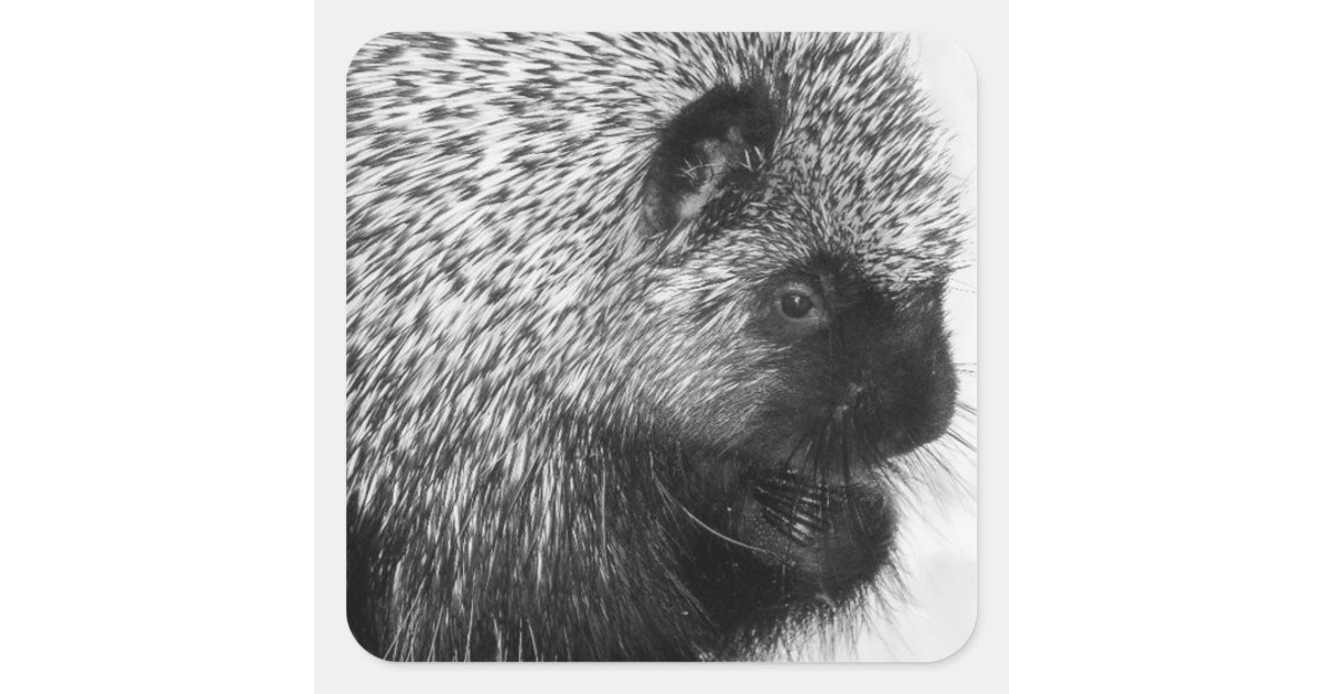 Porcupine Sticker | Zazzle
