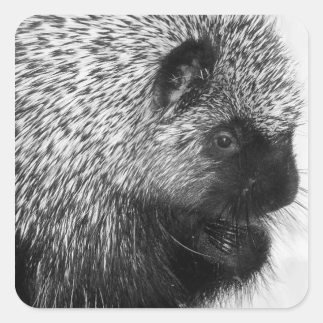 Porcupine Sticker | Zazzle