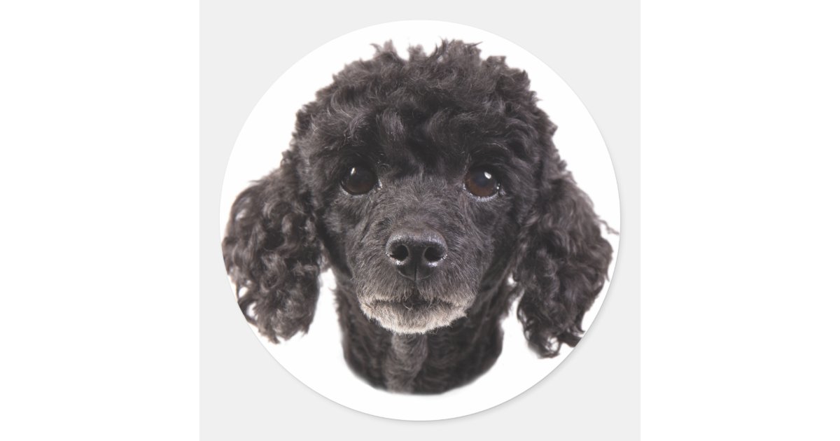 Portrait of a black poodle classic round sticker | Zazzle