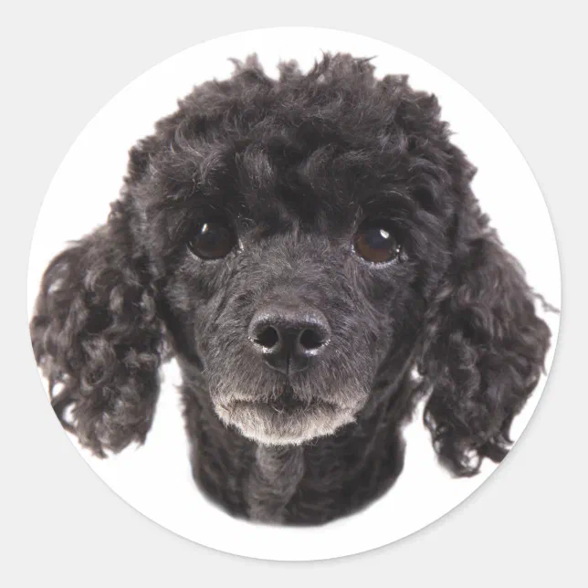 Portrait of a black poodle classic round sticker | Zazzle