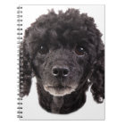 Elegant lady walking her poodle notebook | Zazzle.com