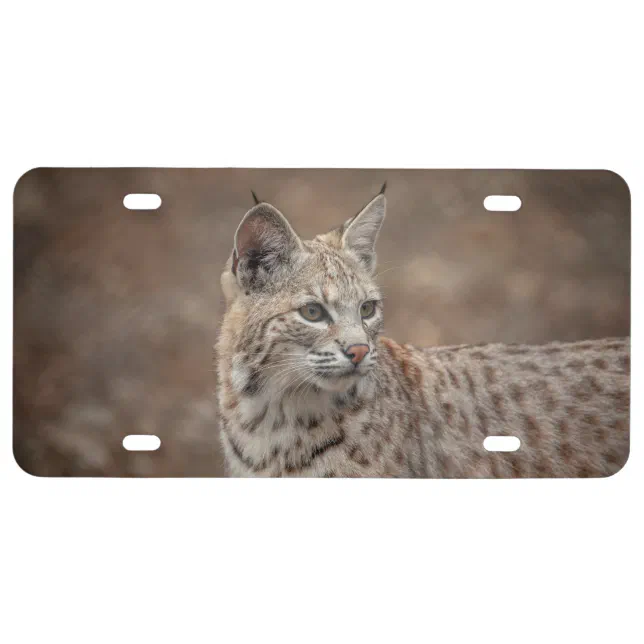 Portrait of a Bobcat License Plate | Zazzle