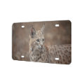 Portrait of a Bobcat License Plate | Zazzle