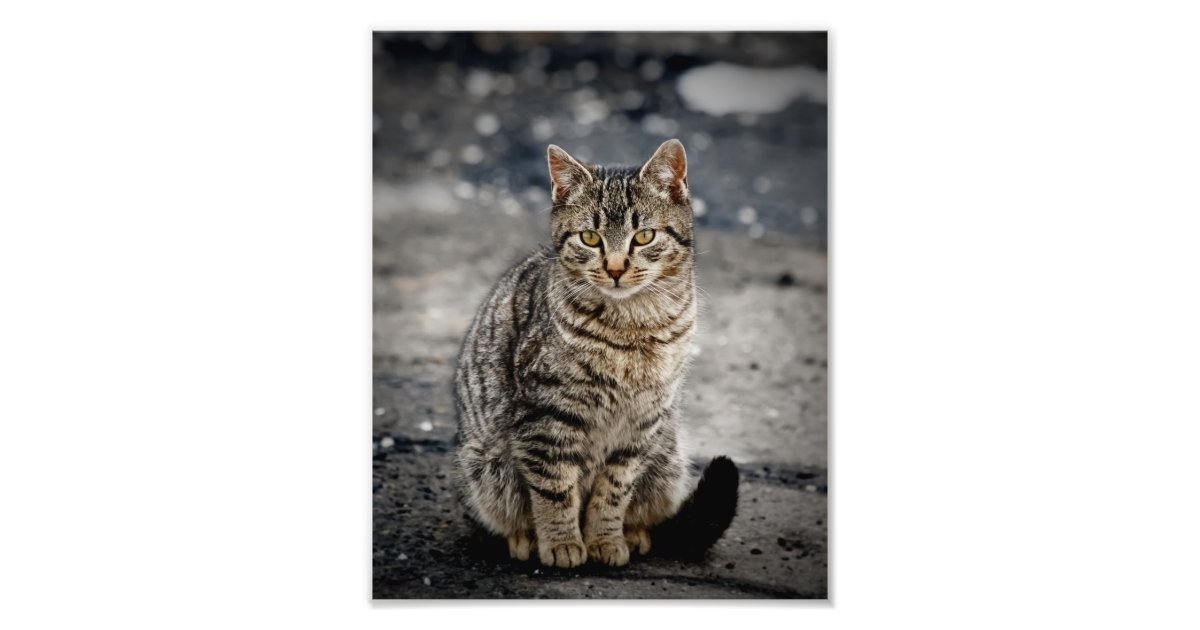 Portrait of a cat photo print | Zazzle