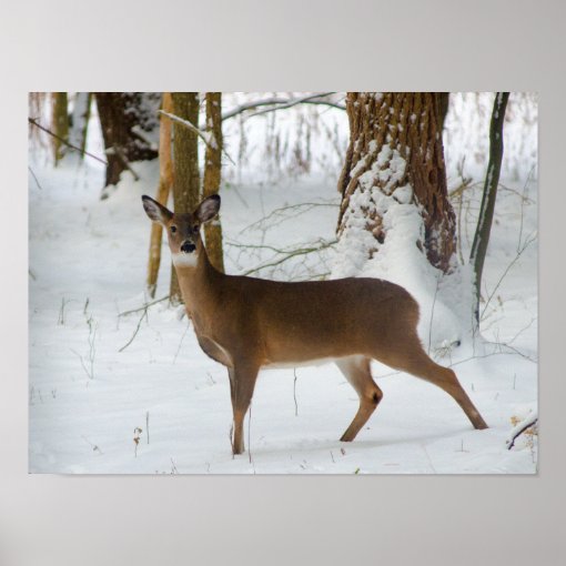 Portrait of a Doe Poster | Zazzle