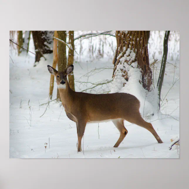 Portrait of a Doe Poster | Zazzle